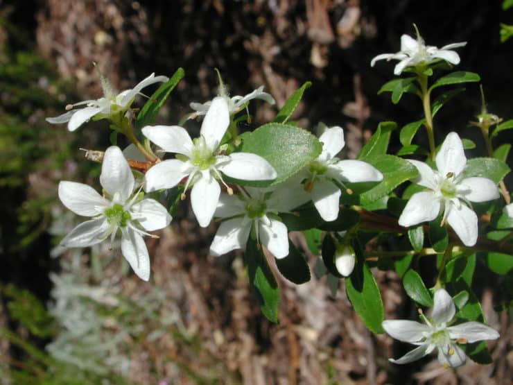 Buchu Essential Oil - OptingHealth