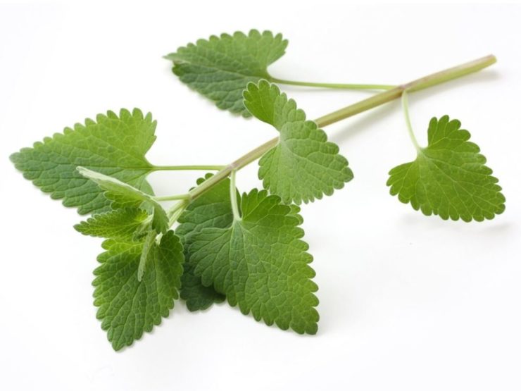Catnip Essential Oil - OptingHealth