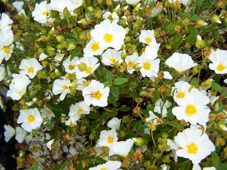 Cistus Essential Oil - OptingHealth