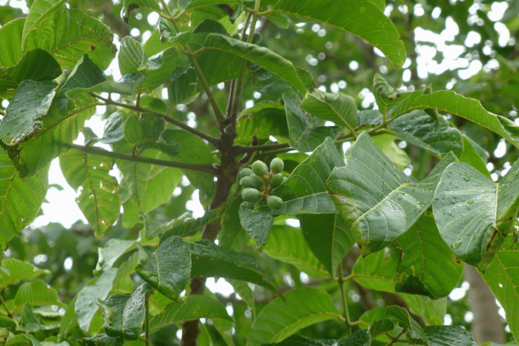 Elemi Essential Oil - OptingHealth