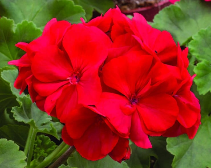 Geranium Essential Oil - OptingHealth