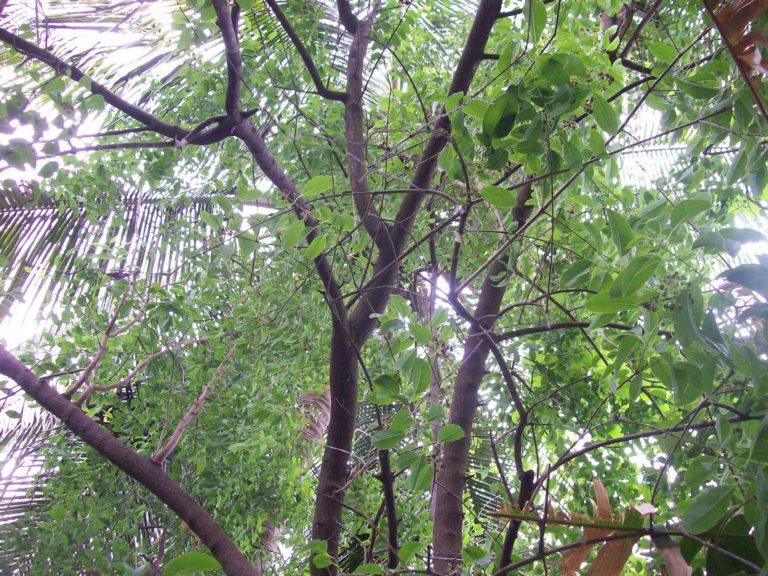 Linaloe Wood Essential Oil - OptingHealth