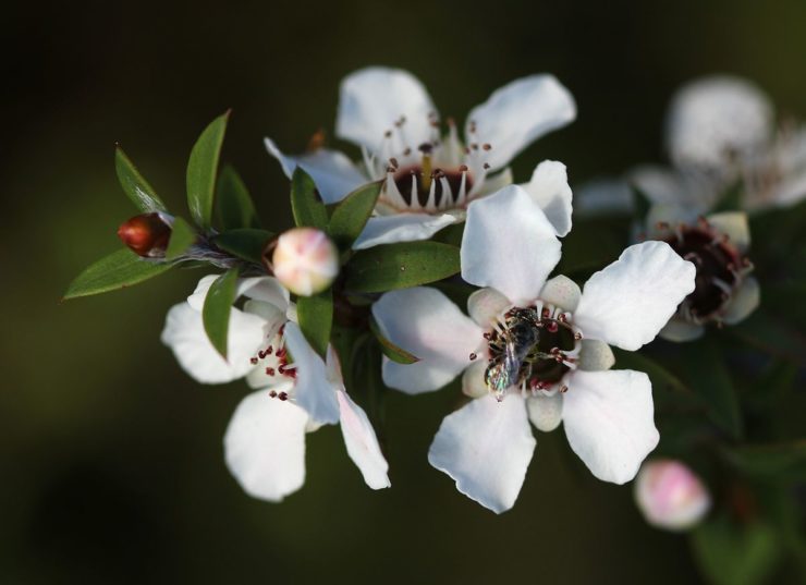 Manuka Essential Oil - OptingHealth