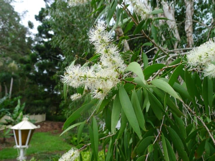 Niaouli Essential Oil - OptingHealth