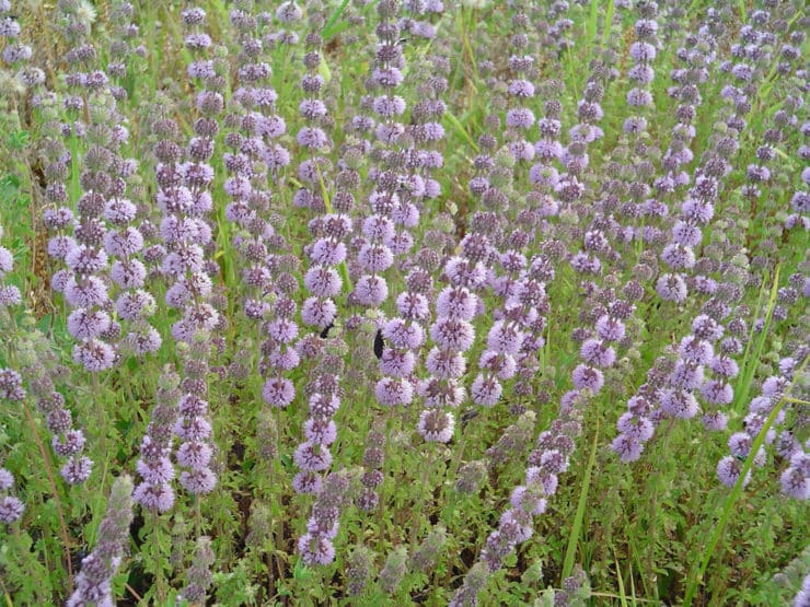 Pennyroyal Essential Oil Optinghealth