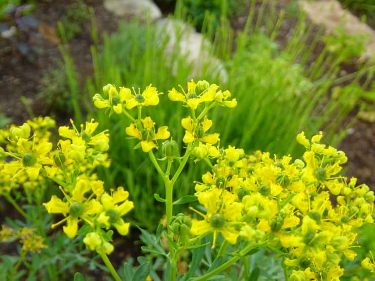 Rue Essential Oil - OptingHealth