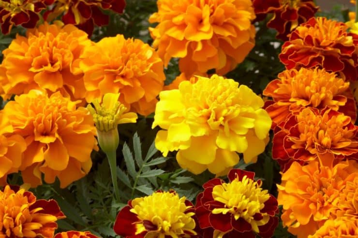 Tagetes Essential Oil - OptingHealth