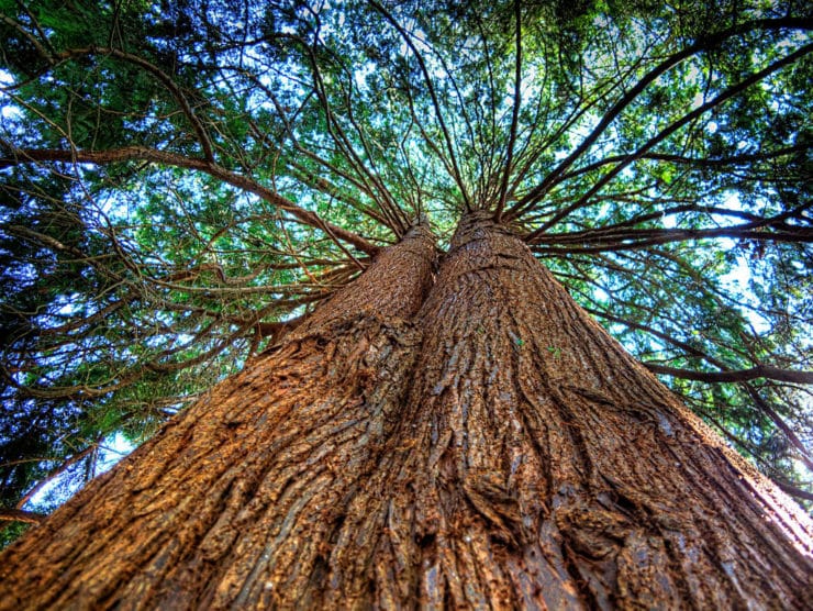 Western Red Cedar Essential Oil - OptingHealth