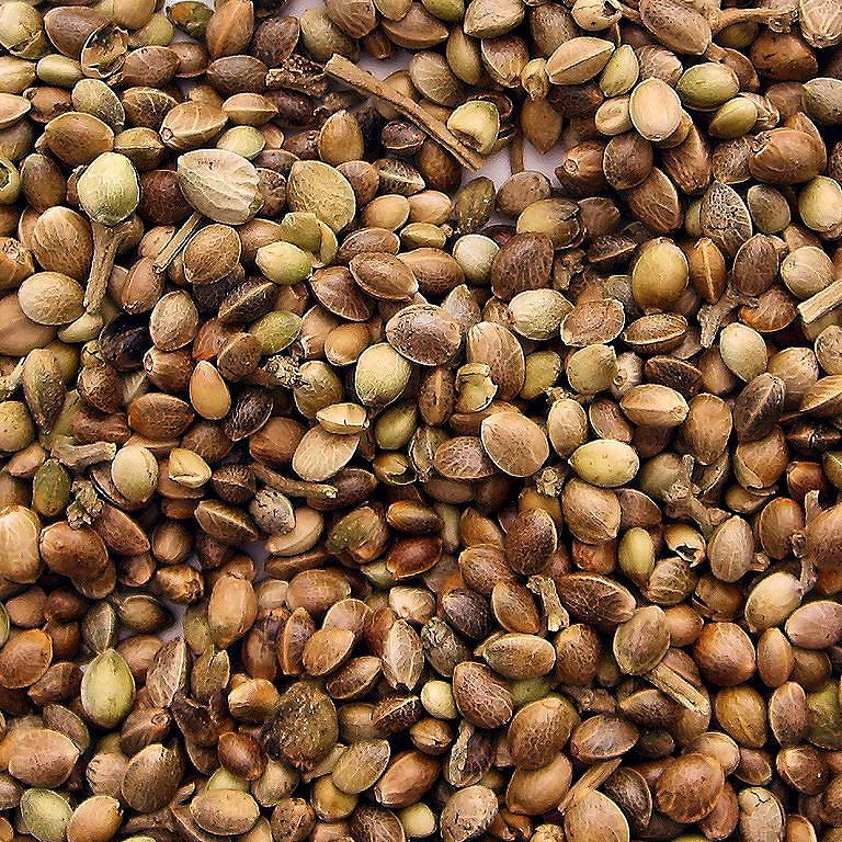 4 Health Benefits of Hemp Seeds - OptingHealth
