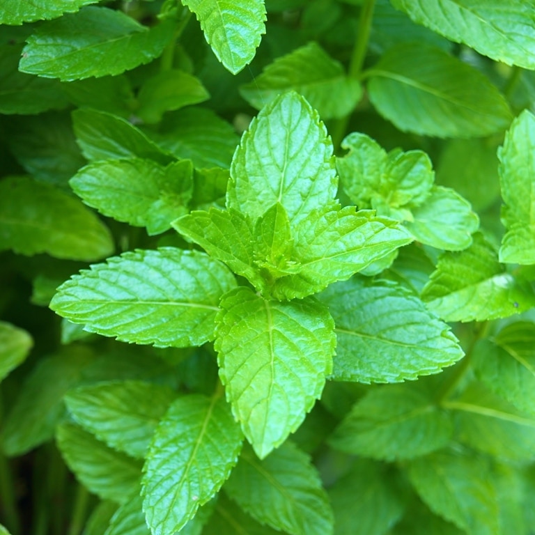 7 Health Benefits of Peppermint - OptingHealth