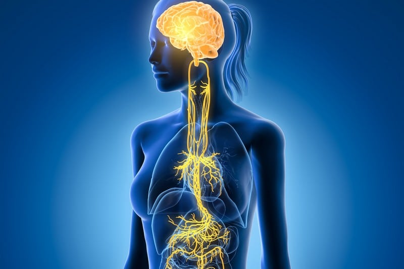 13 Signs To Be Aware Of: Vagus Nerve Damage Symptoms (List) - OptingHealth